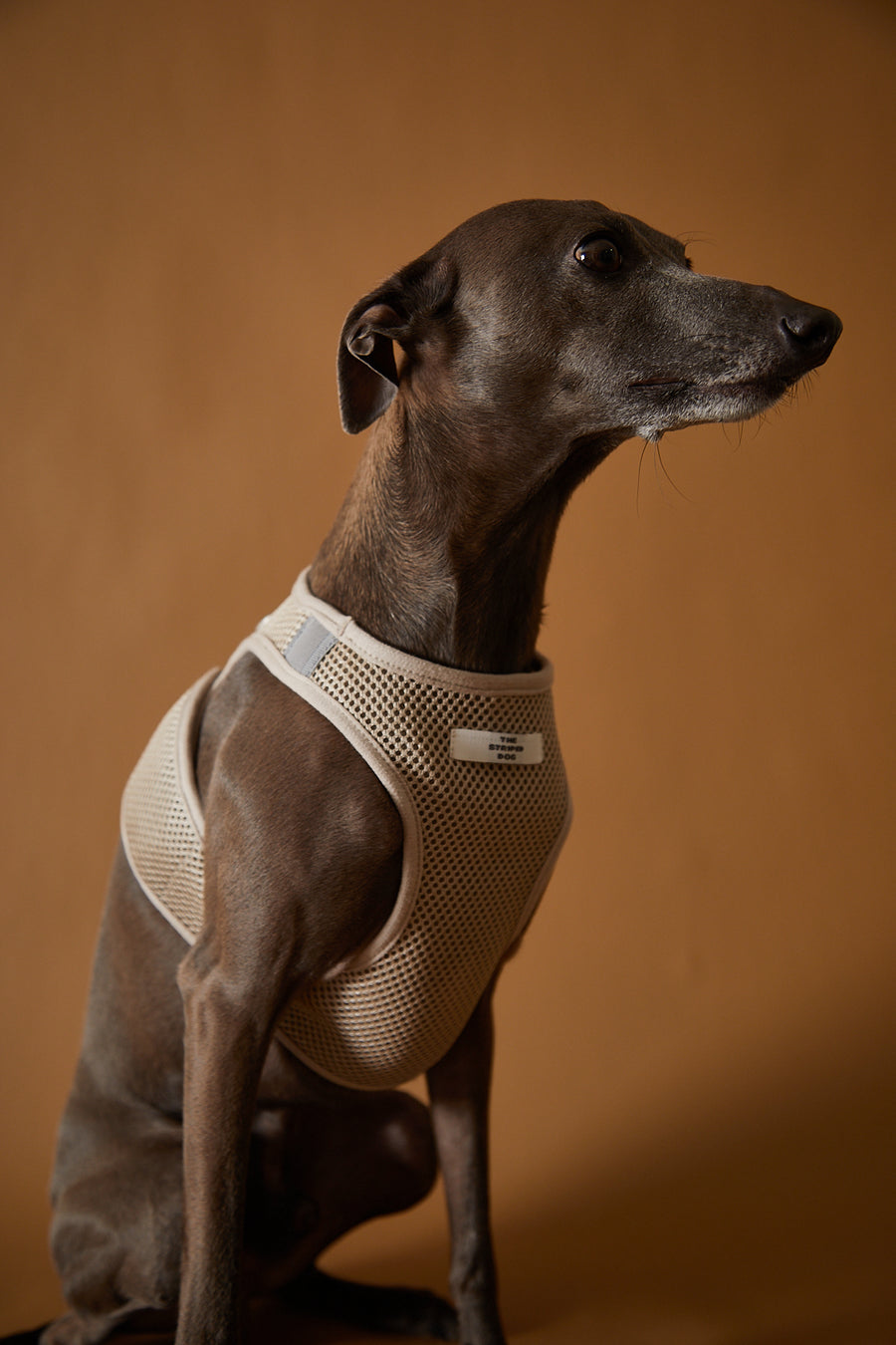 Sand Neoprene Harness with Reflective Stripe for Italian Greyhound and ...