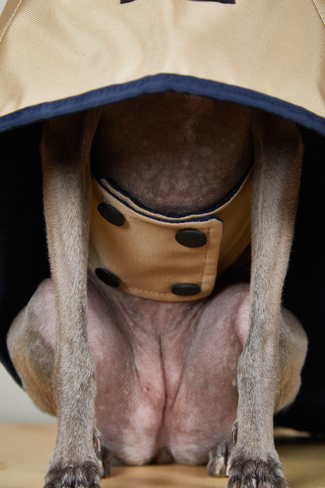 Sand Waterproof Hooded Cape for Dogs – The Striped Dog
