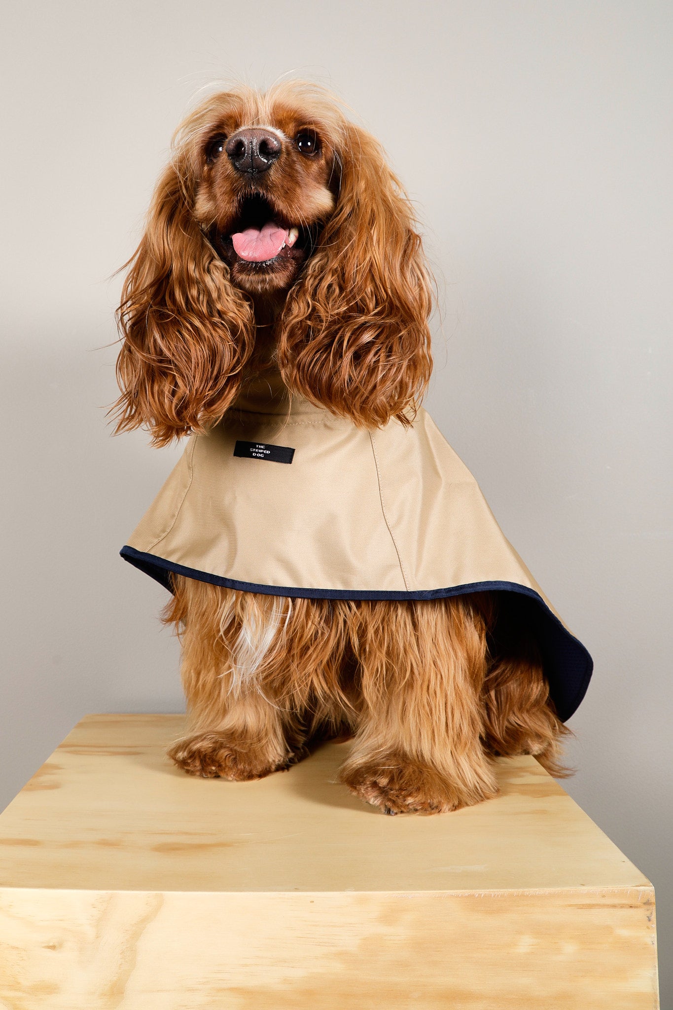 Sand Waterproof Hooded Cape for Dogs – The Striped Dog