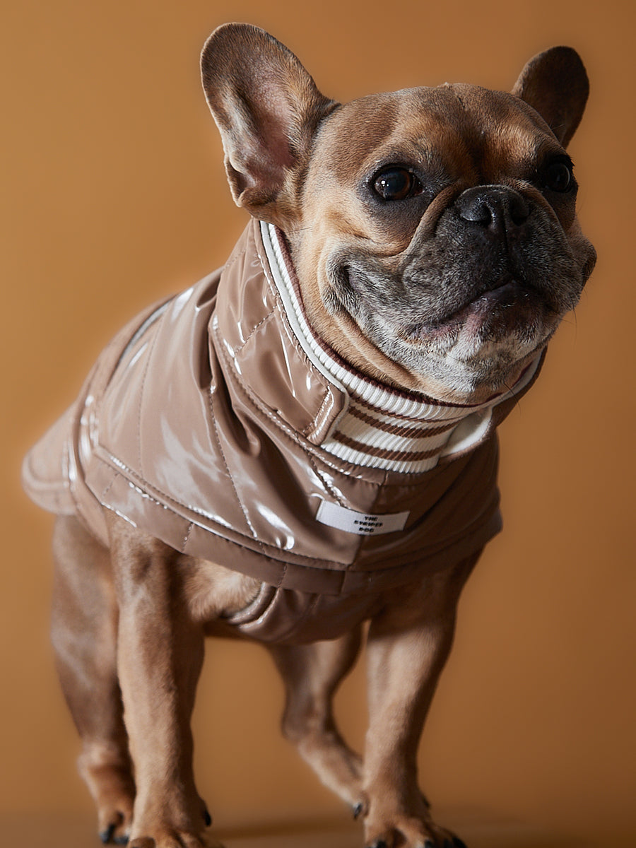Taupe Waterproof Turtleneck Jacket for Dogs – The Striped Dog