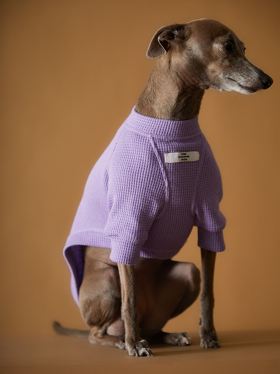 Lilac t-shirt for Italian Greyhound / Whippet – The Striped Dog