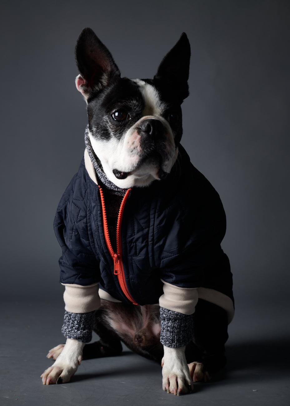 Blue Waterproof Bomber Jacket with Zipper for Dogs – The Striped Dog